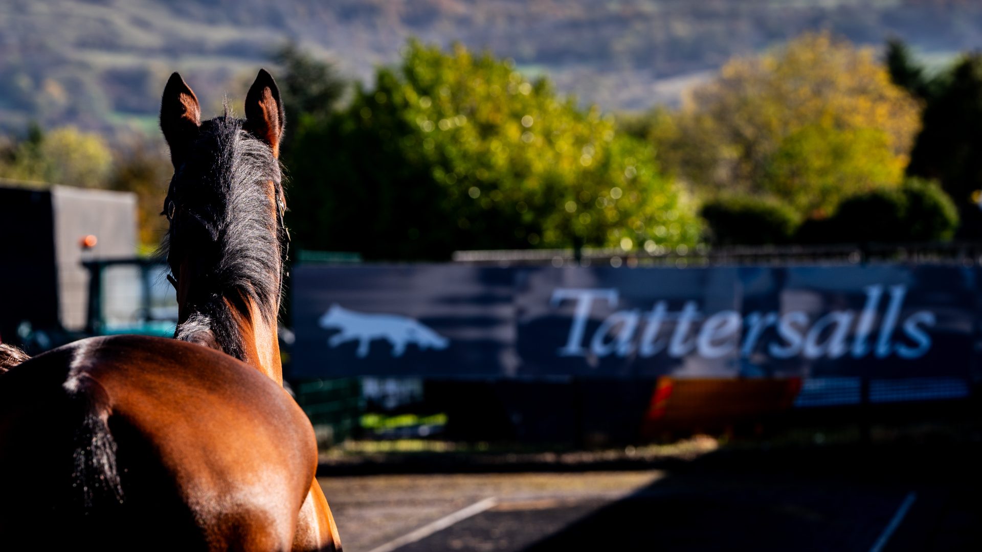 High-quality catalogue for the Tattersalls Cheltenham January Sale ...